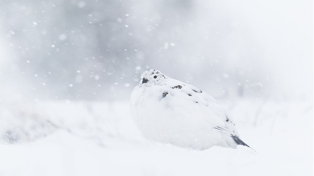 What's high key and low key photography? - Coolblue - anything for a smile